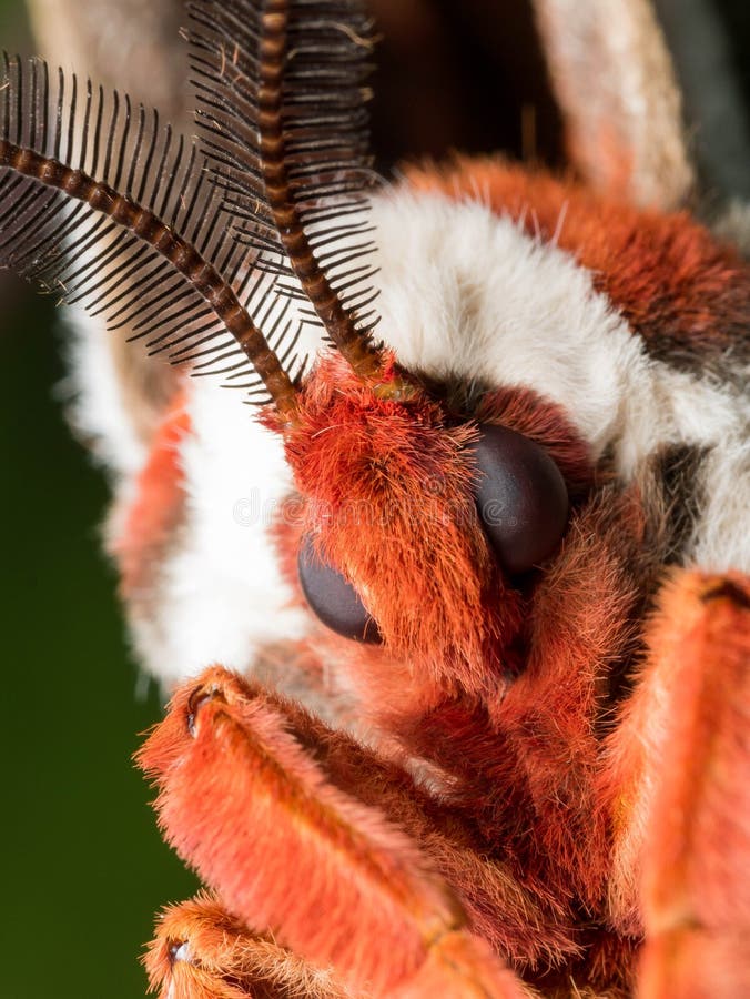 Giant Silk Moth Face stock photo. Image of portrait, grass - 59903314