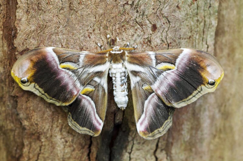 Giant Silk Moth a Night Butterfly Stock Photo - Image of wing, viennese ...