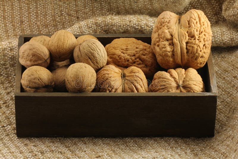Giant and Small Walnut in Shell Stock Image - Image of food, walnuts ...