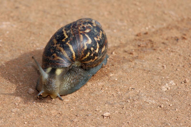 Giant Snail stock image. Image of trail, close, brown - 17429933