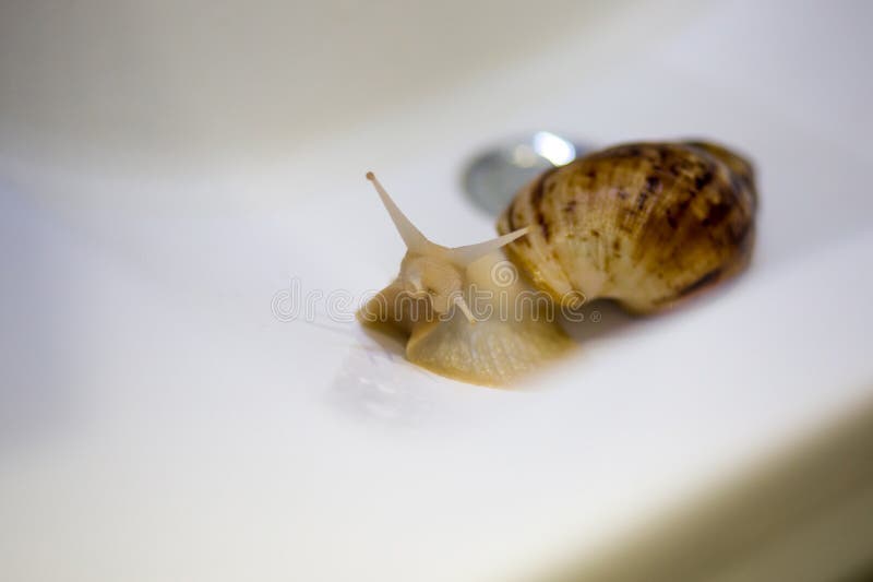 Giant snail stock image. Image of front, motion, slippery - 96863681