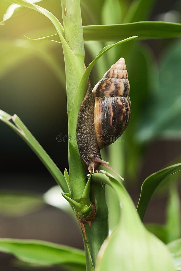 Giant Snail in Shell Crawling on Green Trunk Stock Image - Image of ...
