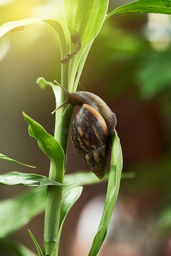 Giant Snail in Shell Crawling on Green Trunk Stock Image - Image of ...