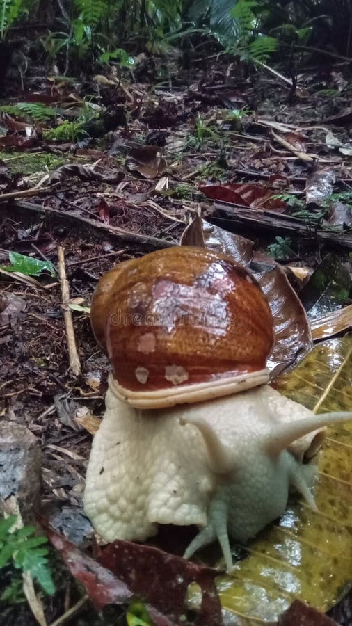 Giant Snail at Tropical Forest Soil, Close Up View Stock Photo - Image ...