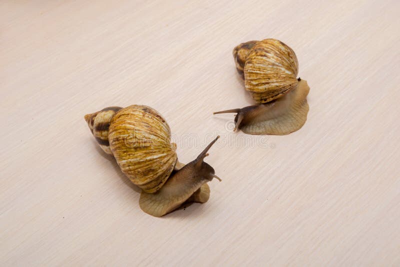 Giant Snails, Believed To Be Achatina Fulica, on Cactus Side Stem at ...