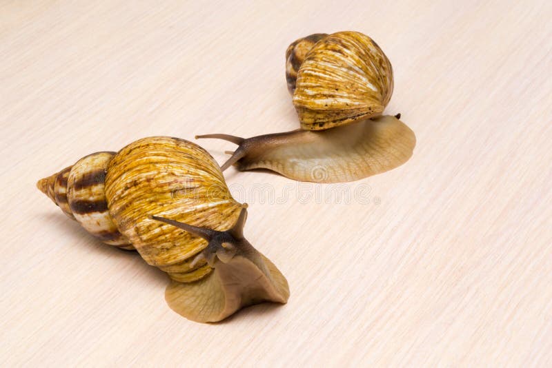 Giant Snails, Believed To Be Achatina Fulica, on Cactus Side Stem at ...