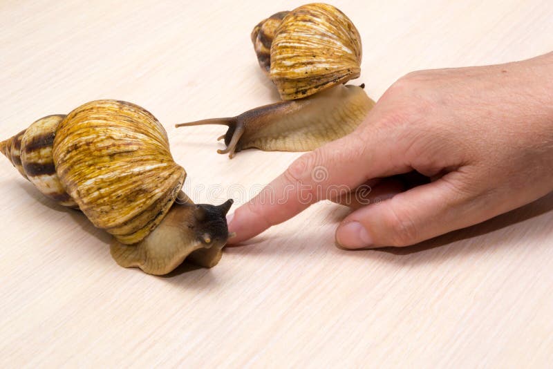 Giant Snails, Believed To Be Achatina Fulica, on Cactus Side Stem at ...