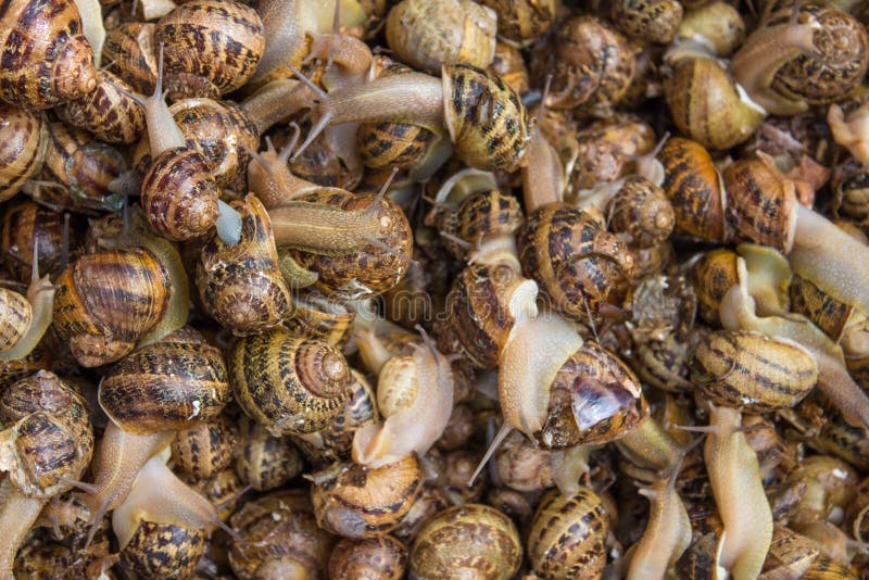 Giant Snails, Believed To Be Achatina Fulica, on Cactus Side Stem at ...
