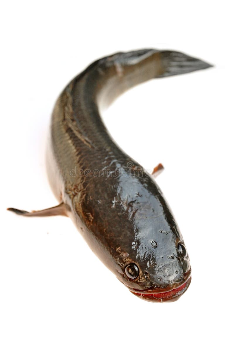 2,183 Snakehead Fish Stock Photos - Free & Royalty-Free Stock Photos ...