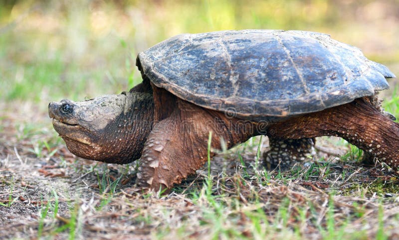 Giant Snapping Turtle Walking Stock Photo - Image of grass, county ...