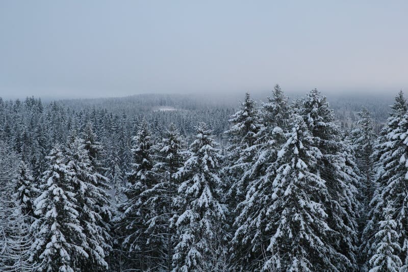 Trees in a Pine Forest in Cold Winter Stock Photo - Image of spruce ...
