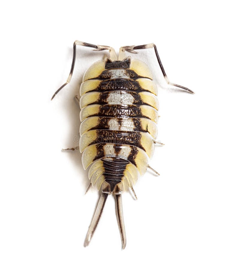 Giant Spanish Isopod, Porcellio Expansus, Isolated on White Stock Image ...