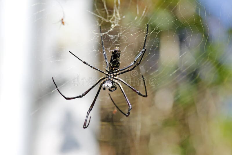 Giant spider from below stock image. Image of floral - 121324267