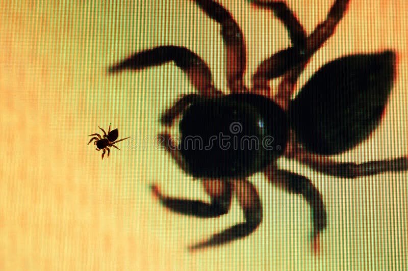 Giant Spider on a Computer Screen Stock Image - Image of screen ...