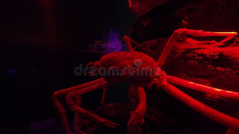 Giant Spider Crab in Fish Tank Stock Video - Video of fashion, beauty ...