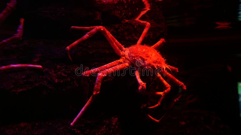 Giant Spider Crab - Macrocheira Kaempferi Stock Footage - Video of reef ...