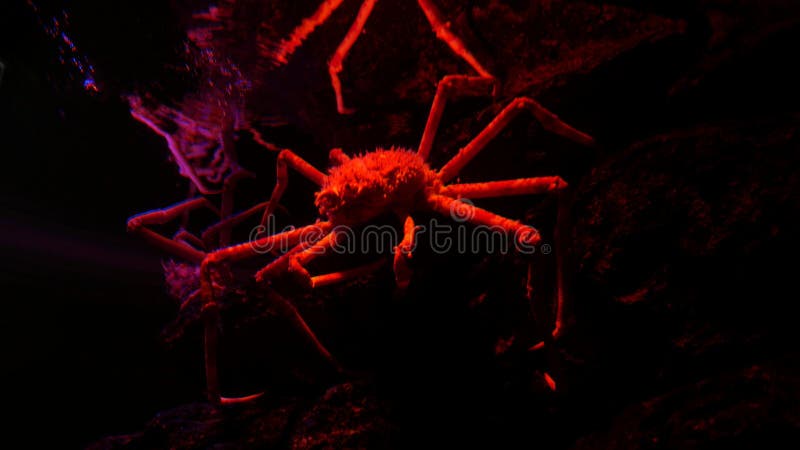 Giant Spider Crab - Macrocheira Kaempferi Stock Footage - Video of reef ...