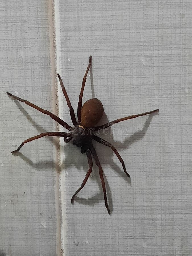Giant Spider in the house stock photo. Image of giant - 270106068