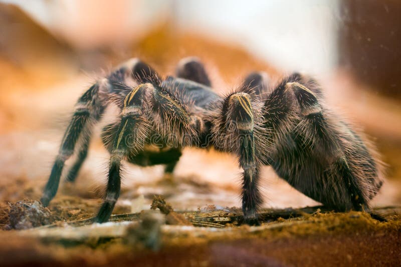 Giant spider legs stock image. Image of green, creepy - 187709555