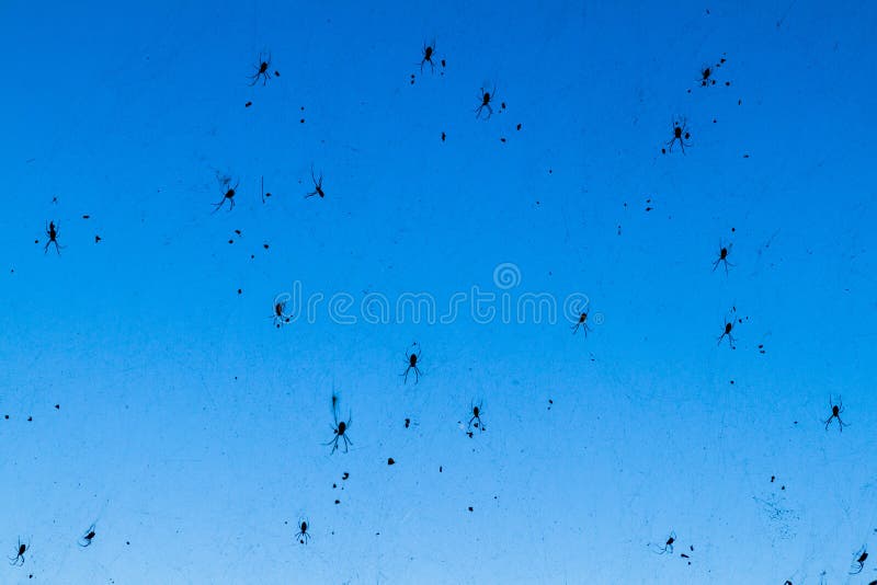 Giant Spider Web with Many Spiders in Myanm Stock Photo - Image of ...