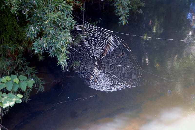 Giant spiderweb. stock image. Image of branches, abstract - 103257673