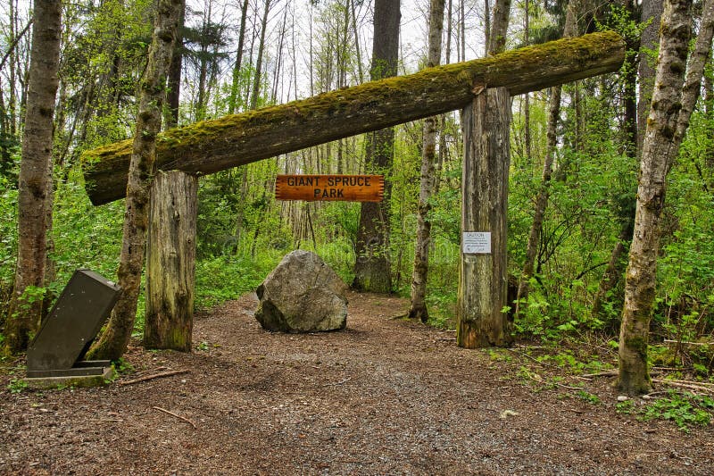 Giant Spruce Park Kitimat BC Canada Stock Photo - Image of spruce, park ...