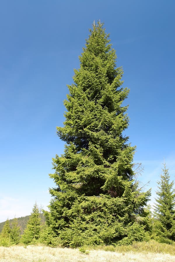 Giant spruce tree stock photo. Image of landscape, blue - 2597140