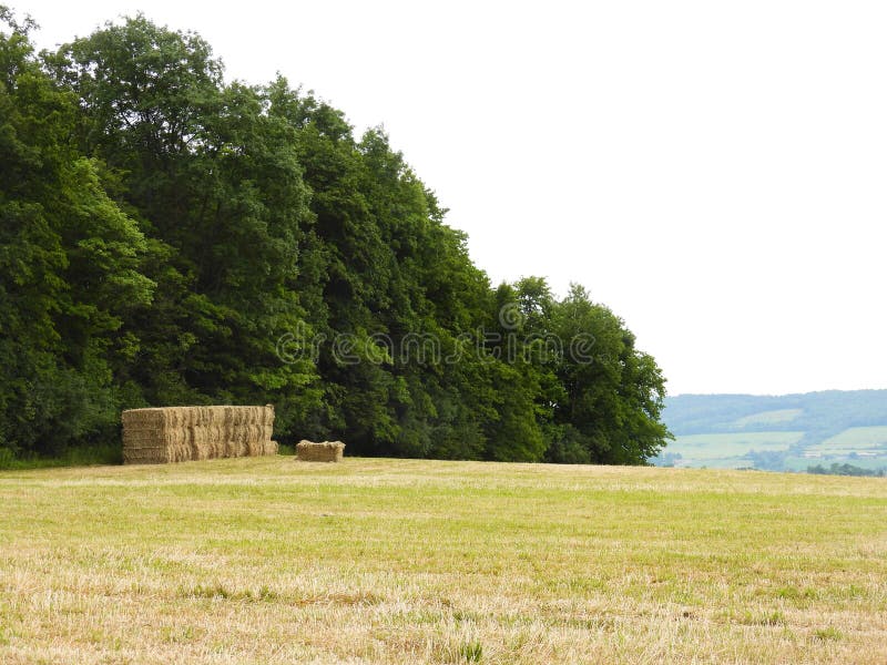 Giant Rectangular Hay Bales Stacked in Hayfield after Harvesting Stock ...
