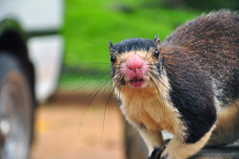 Giant squirrel stock photo. Image of nature, tree, forest - 45307674