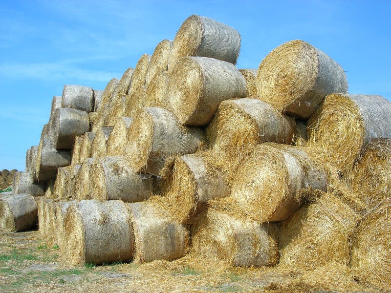 Giant Stack Of Rolled Hay Bale Stock Image - Image of harvest, cutting ...