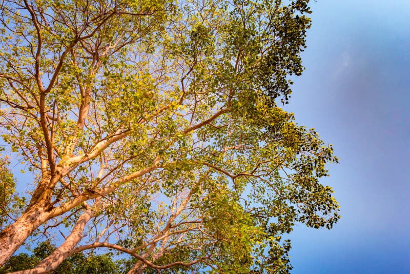 Giant Stem of Pterocarpus Indicus Tree Against Sun Stock Photo - Image ...