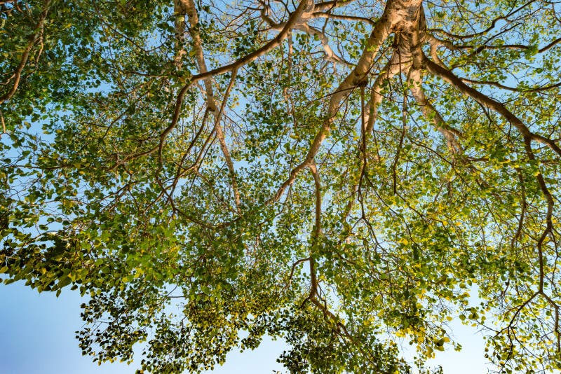 Giant Stem of Pterocarpus Indicus Tree Against Sun Stock Image - Image ...