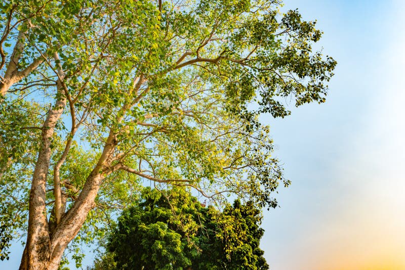 Giant Stem of Pterocarpus Indicus Tree Against Sun Stock Image - Image ...