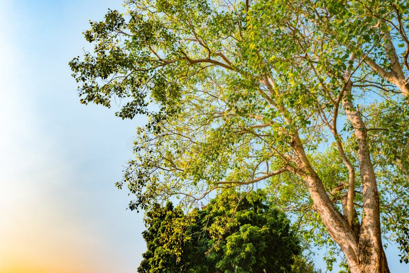 Giant Stem of Pterocarpus Indicus Tree Against Sun Stock Photo - Image ...