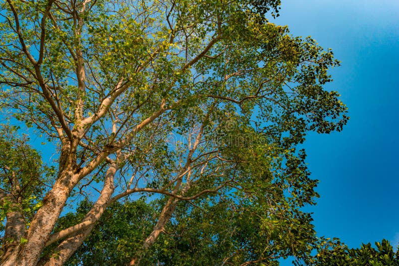 Giant Stem of Pterocarpus Indicus Tree Against Sun Stock Image - Image ...