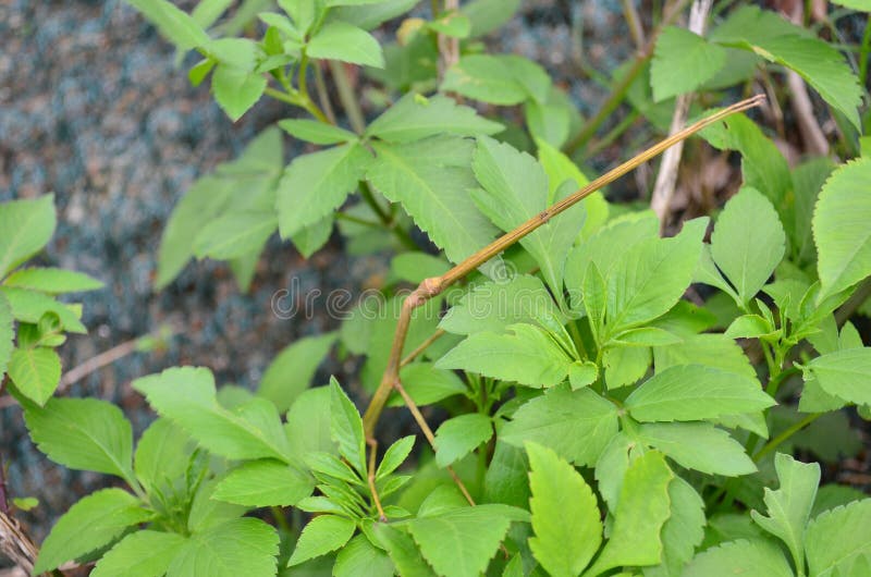 The Giant Stick Bug Walks in the Gardens Stock Image - Image of large ...