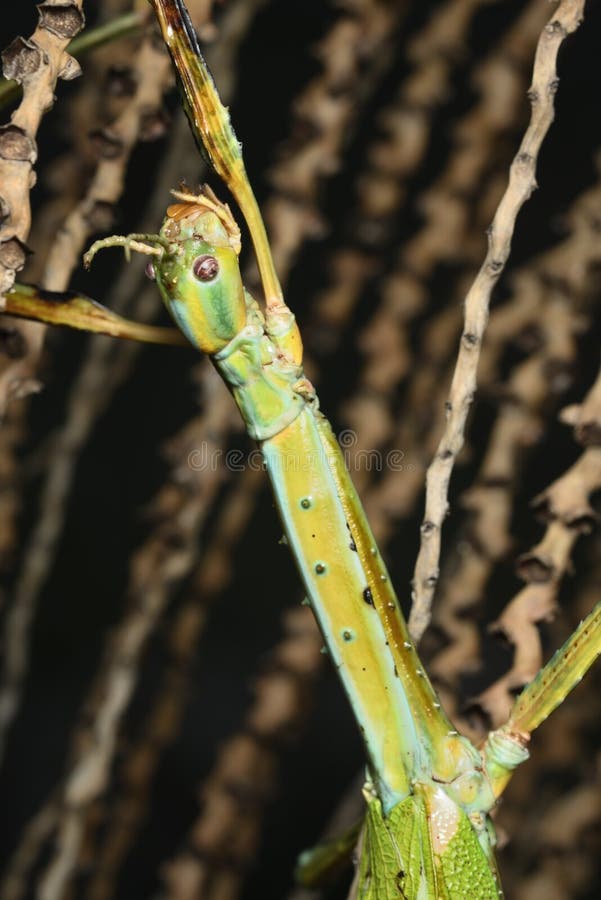 Giant Stick Insect Large Species of Australian Stick Insect Stock Image ...