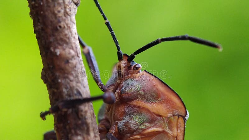 Stingky Bug Stock Photos - Free & Royalty-Free Stock Photos from Dreamstime