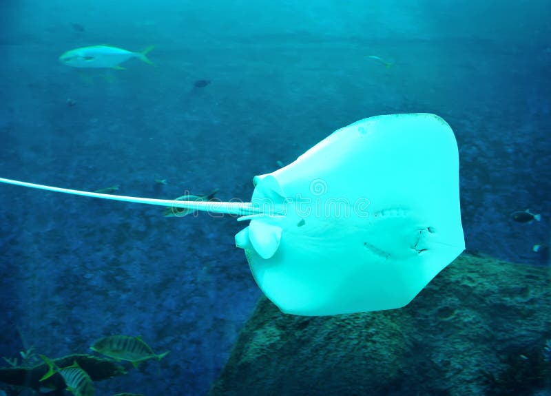 Giant Stingray stock photo. Image of stingray, underwater - 33988866