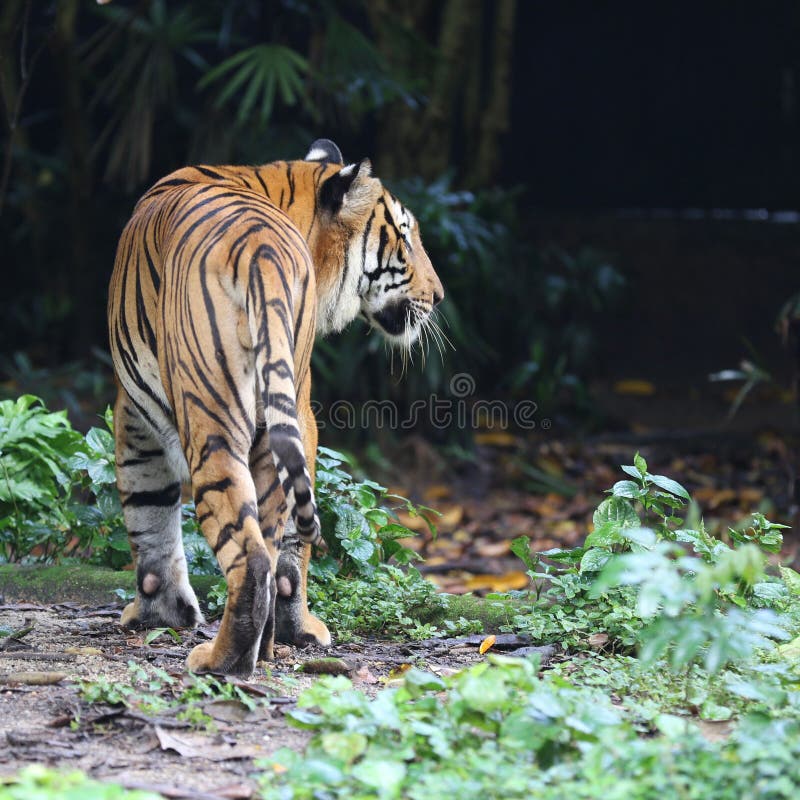 Giant Sumatran Tiger in a Tropical Forest Stock Photo - Image of feline ...