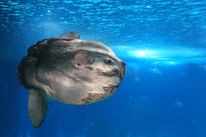 1,375 Sunfish Stock Photos - Free & Royalty-Free Stock Photos from ...