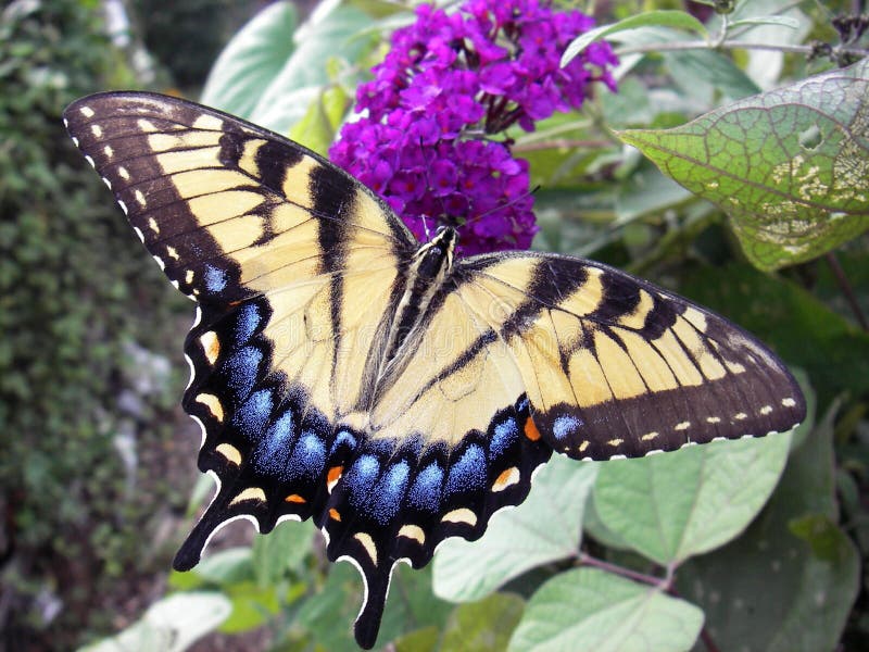 Giant Swallowtail stock photo. Image of flower, giant, flowers - 215754