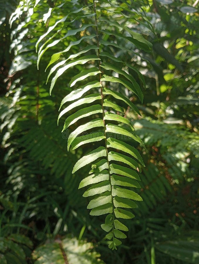 Giant Sword Fern Leaf Botanical Tropical Rainforest Stock Photo - Image ...