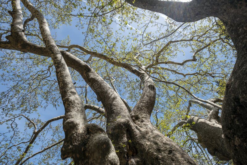 Spring tree scenery stock photo. Image of season, giant - 253076818
