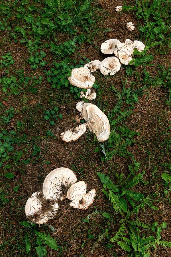 The Giant Talker Mushroom Grows on the Ground among Fallen Pine Needles ...