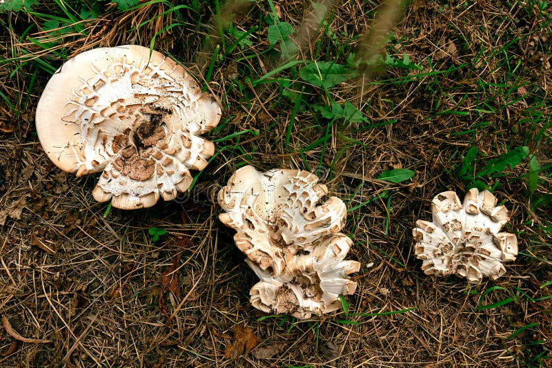The Giant Talker Mushroom Grows on the Ground among Fallen Pine Needles ...