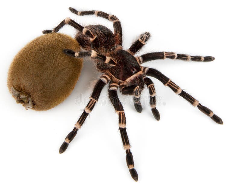 Giant tarantula stock image. Image of large, animal, legs - 23367221