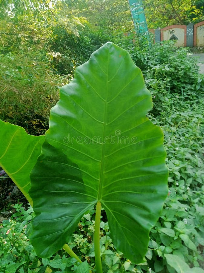 Taro Leaves are Very Large To Protect the Plants Beneath Them Stock ...
