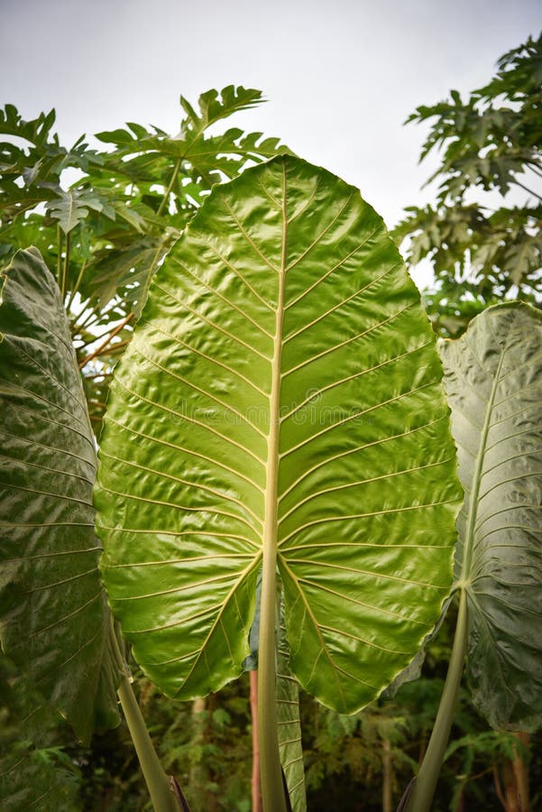 Giant Taro Leaves stock photo. Image of bulbous, botany - 6315790