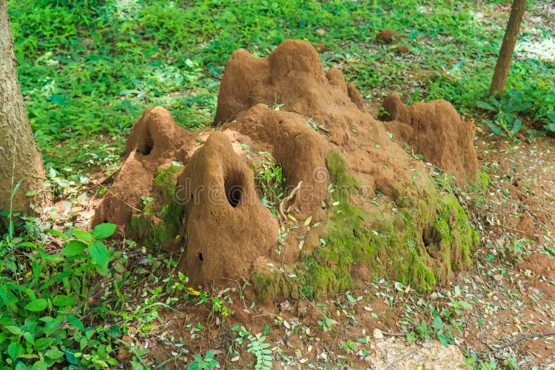 Termite Hive House Stock Photos - Free & Royalty-Free Stock Photos from ...
